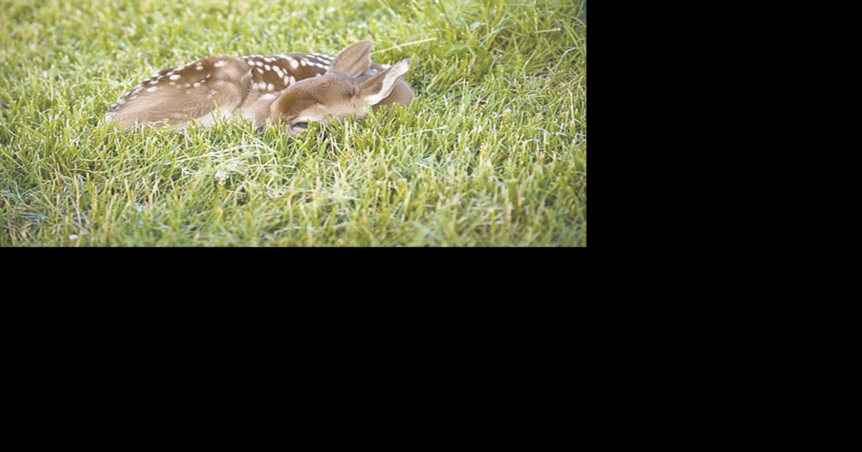 KDFWR warns public to leave wildlife alone | Local News | murrayledger.com