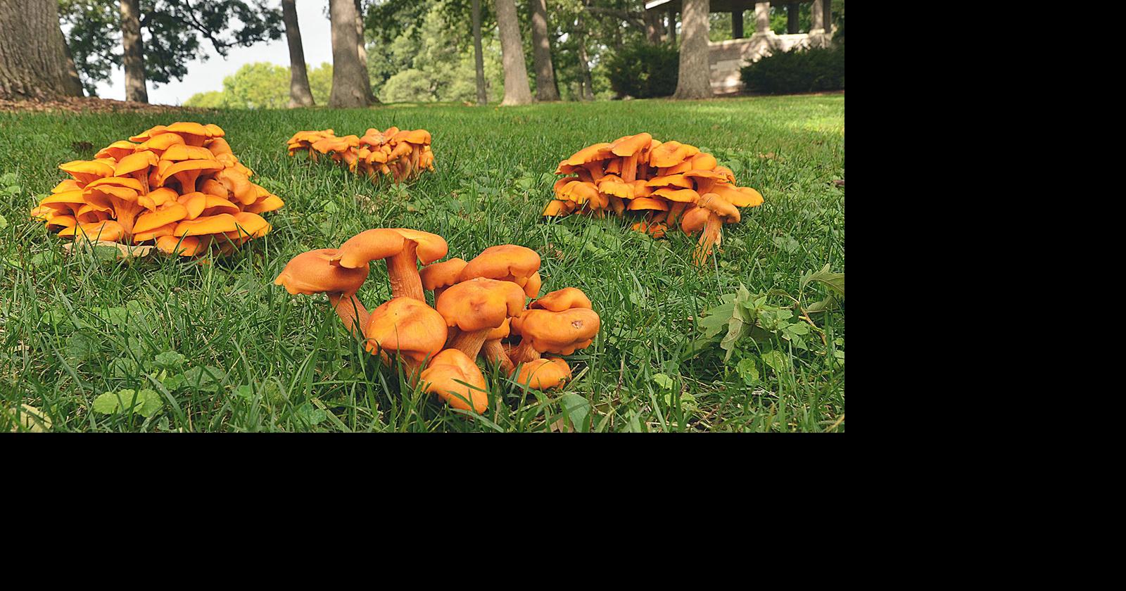 Mushrooms show off in Weed Park