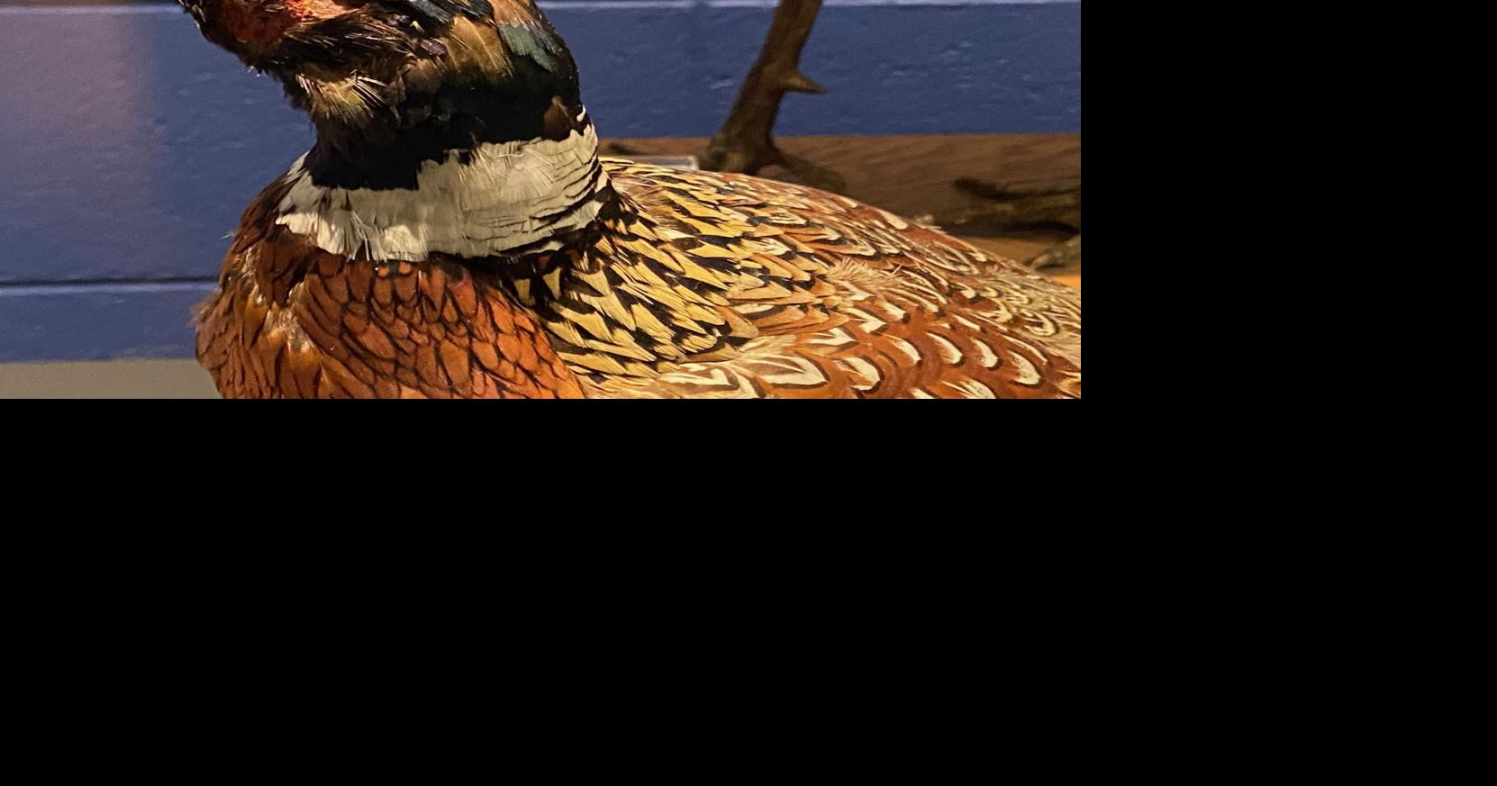 Pheasants Forever, Quail Forever creates new chapter in Muscatine County