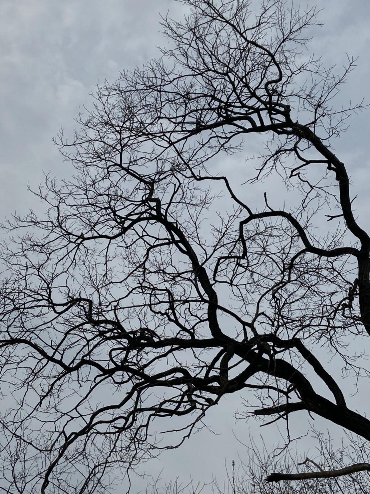 Trees talk? Research indicates trees communicate through their roots ...