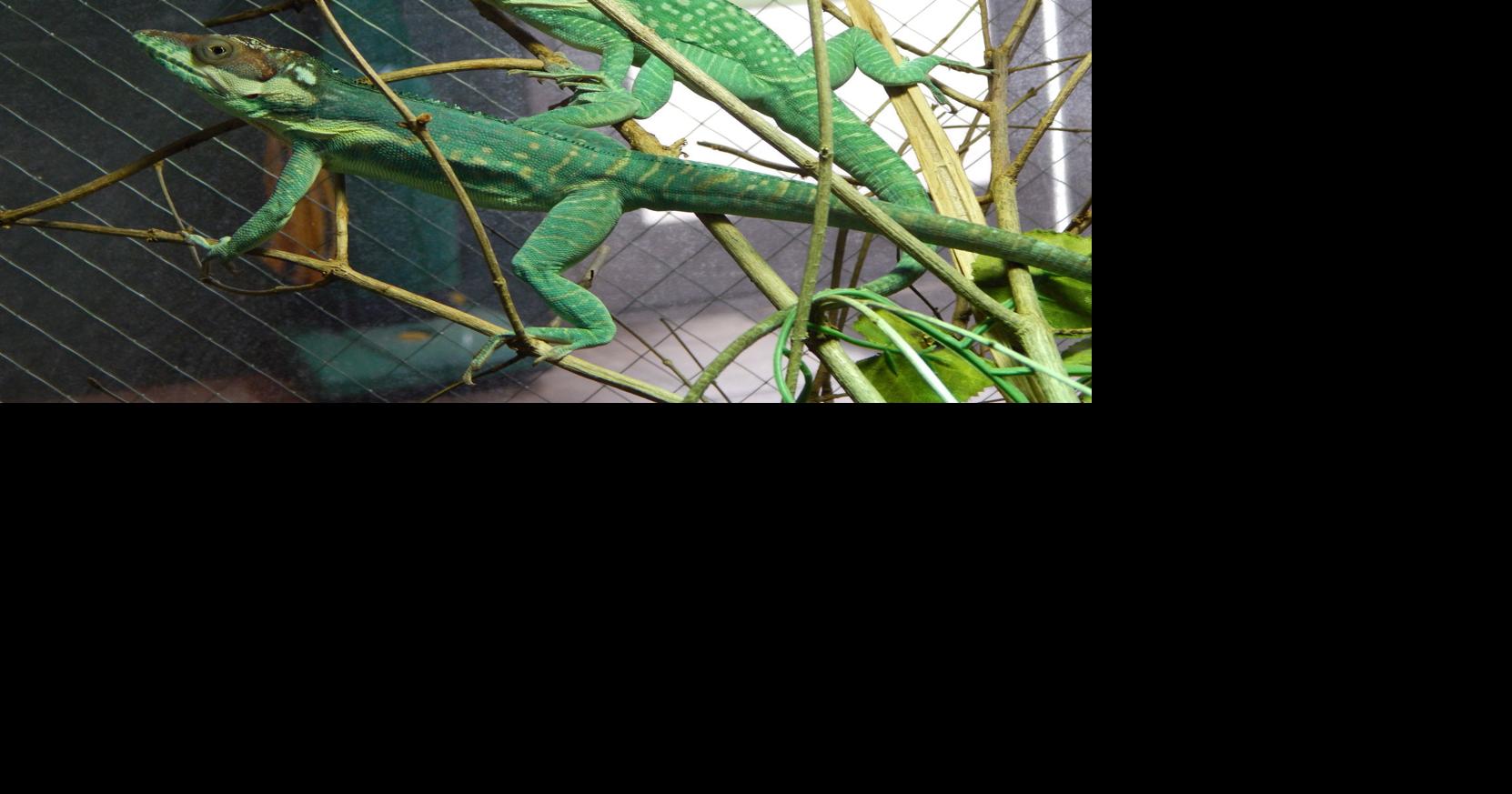 There are four new lizard hatchlings at Niabi Zoo
