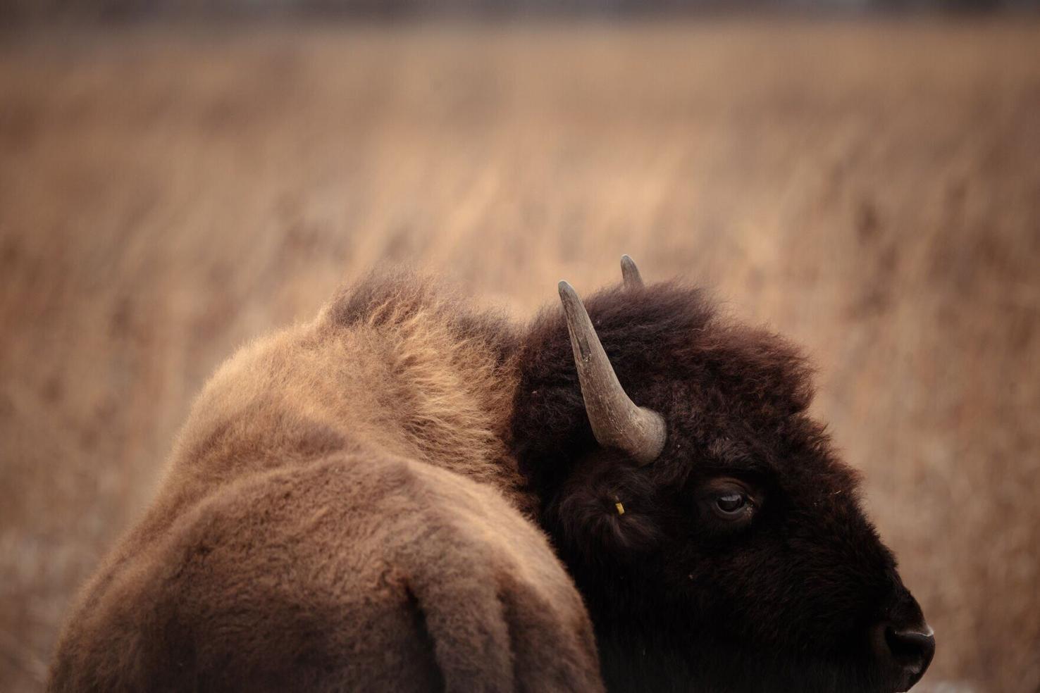 Bison return to Kane County after 200 years, a crucial step for ...