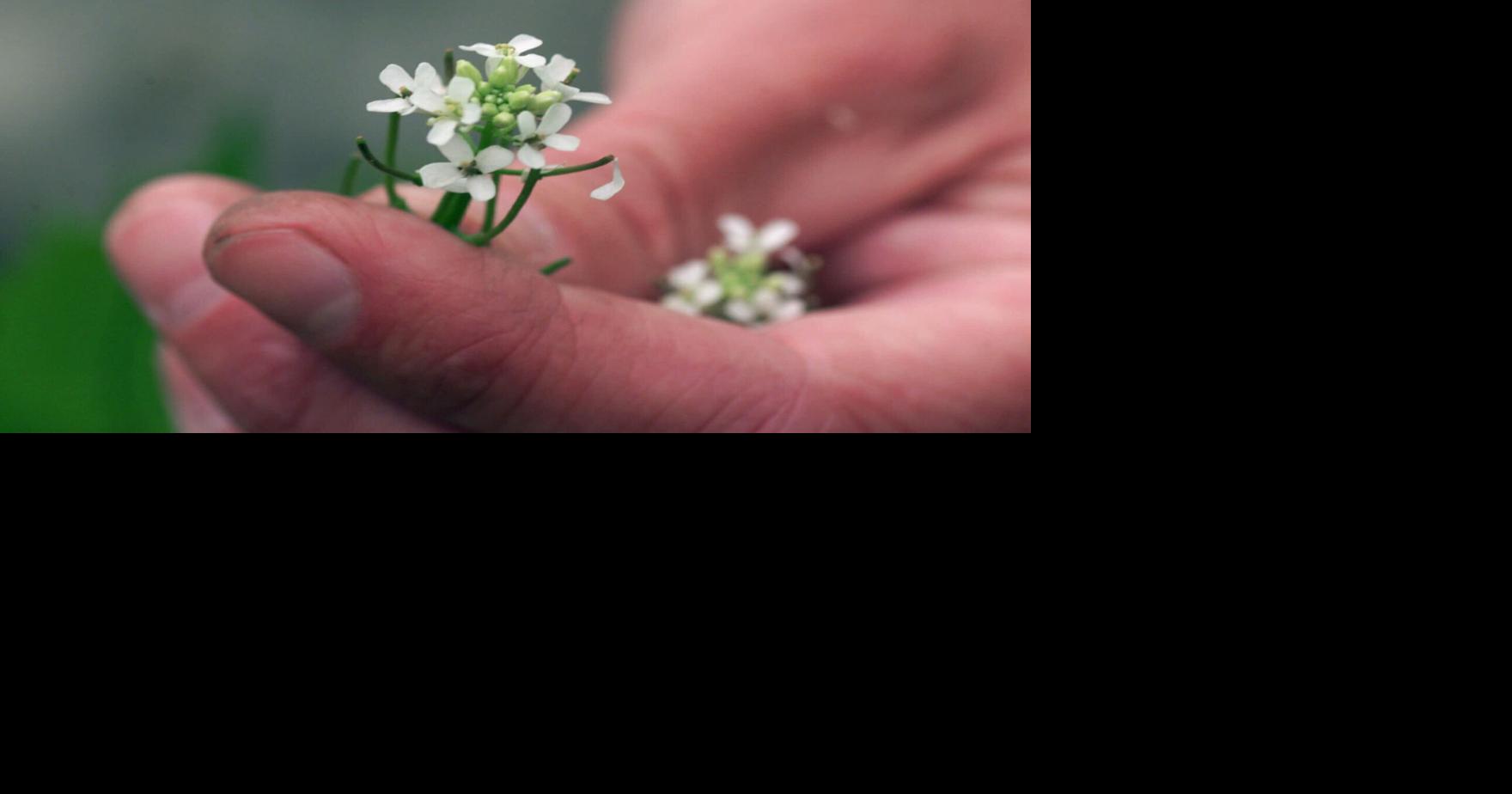 Muscatine Pearl Button Museum to hold first annual Pearl City Seed Swap ...