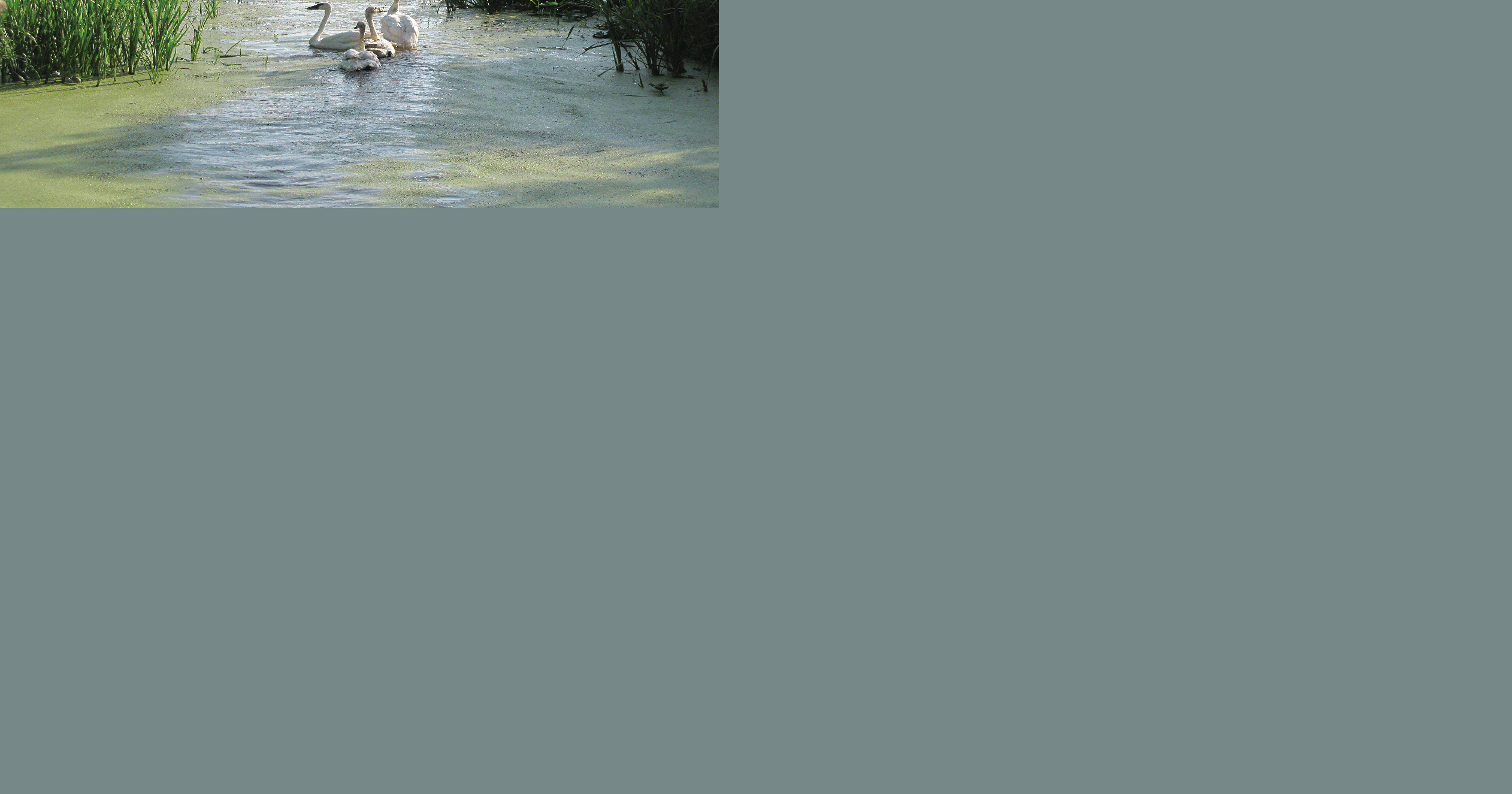 Iowa DNR releases four trumpeter swans in Muscatine County
