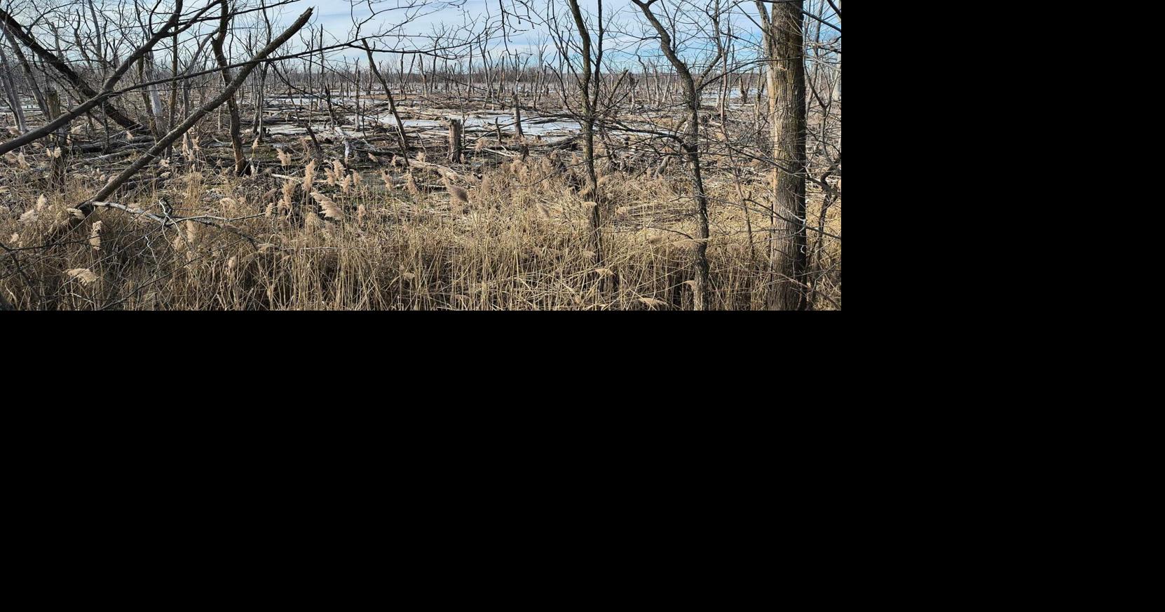 Rock Island and Augustana to partner to study Milan Bottoms