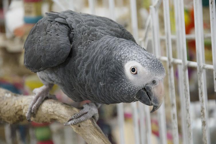 Iowa Parrot Rescue receives $50,000 grant for upgrades