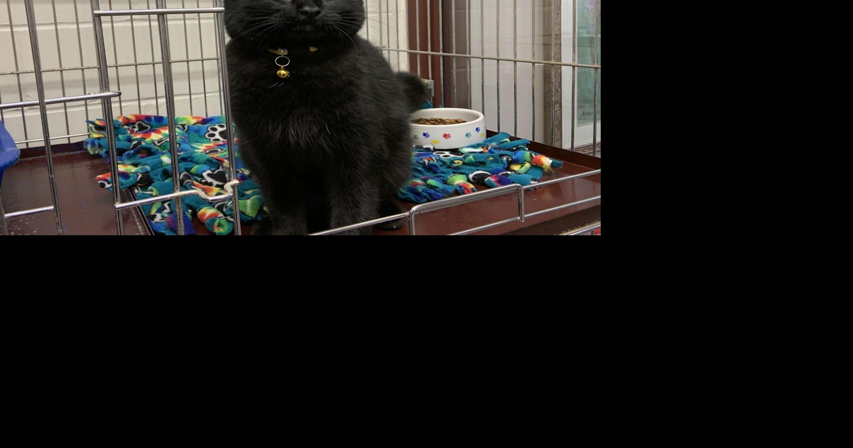 Muscatine Humane Society waives fees on all cats during its Festival of ...