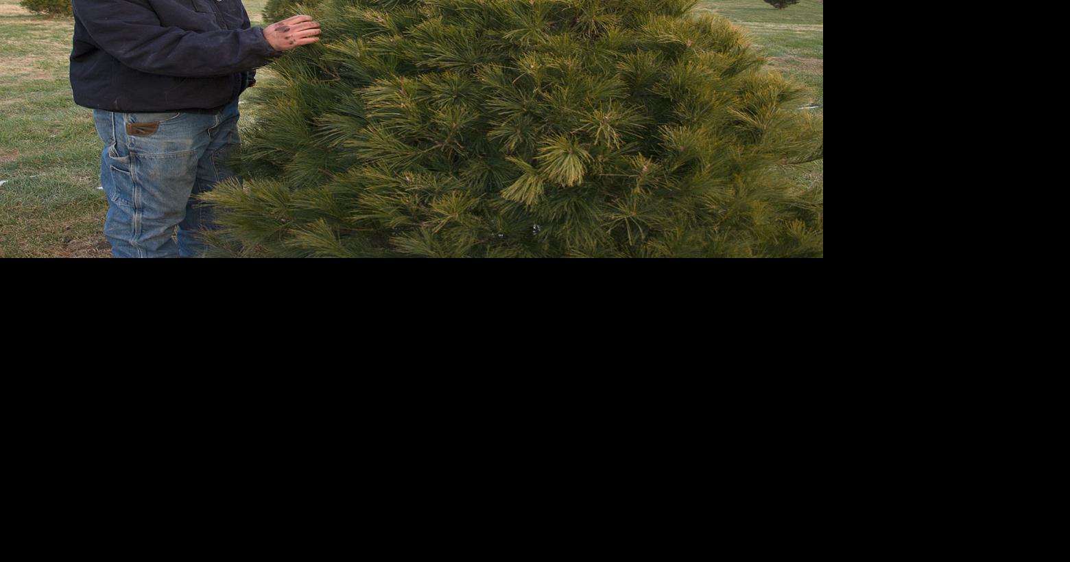 Louisa-Muscatine FFA students selling the last of their Christmas trees