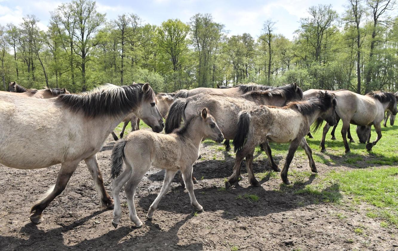 Photos: The wild horses of western Germany