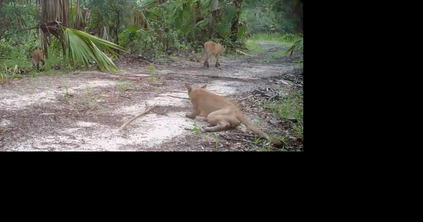 Florida officials investigating why panthers are stumbling, falling down