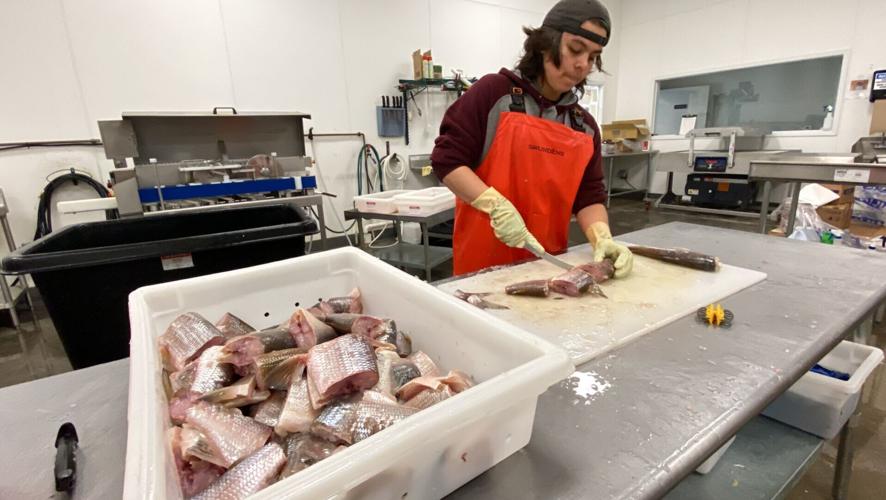 Fish length, not location, to be used for Iowa fish consumption advice
