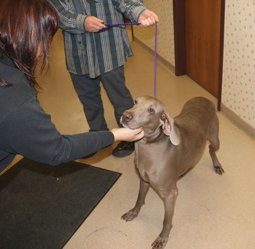 Muscatine Humane Society fundraiser aims to find homes for 50 animals