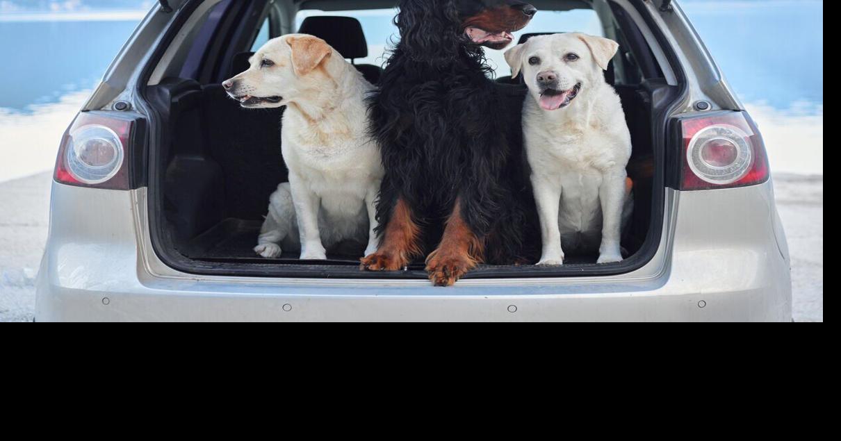 How to cross the US-Canada border with your pets