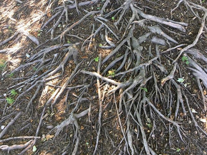 Trees talk? Research indicates trees communicate through their roots