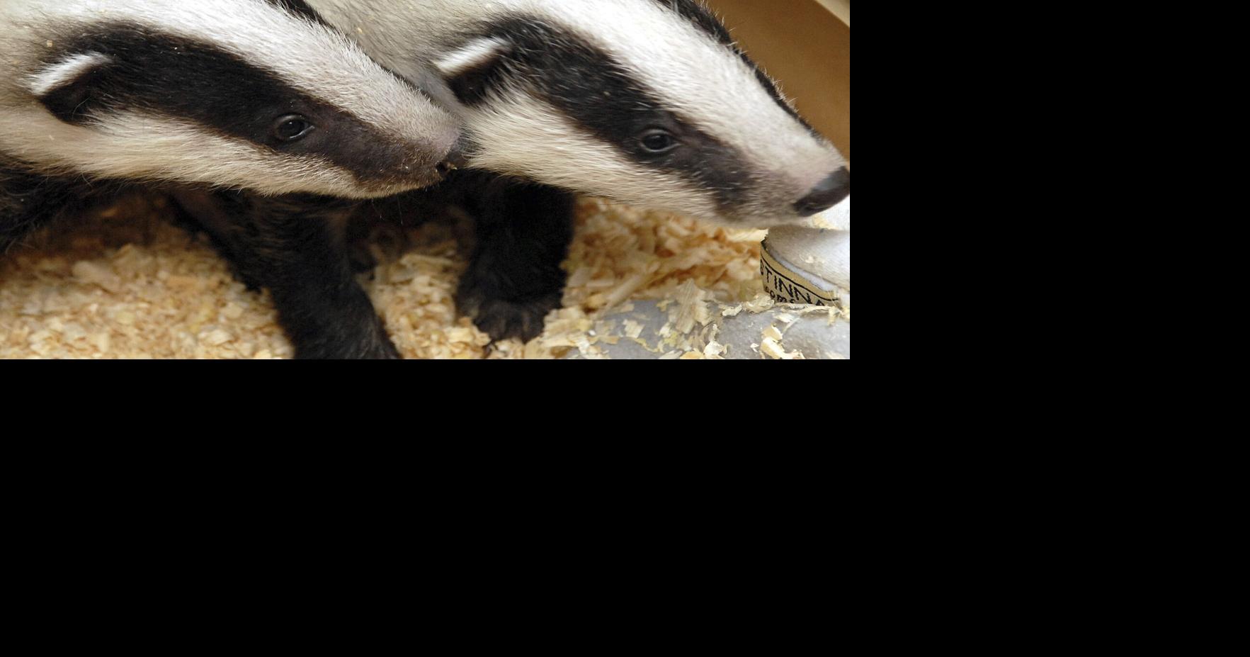 Badgers burrow under Dutch train tracks