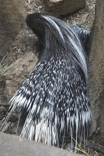 Niabi Zoo celebrates birth of African Cape porcupine in the new year