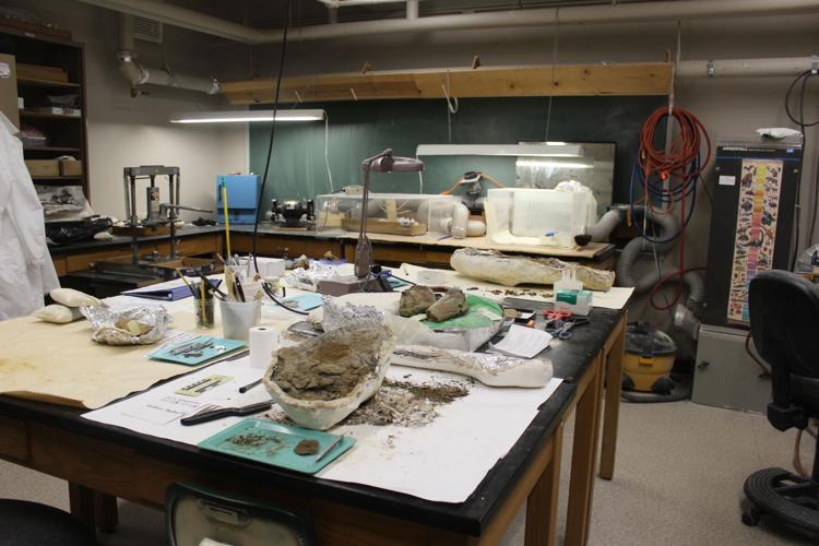 Augustana students assist in cleaning Triceratops fossil