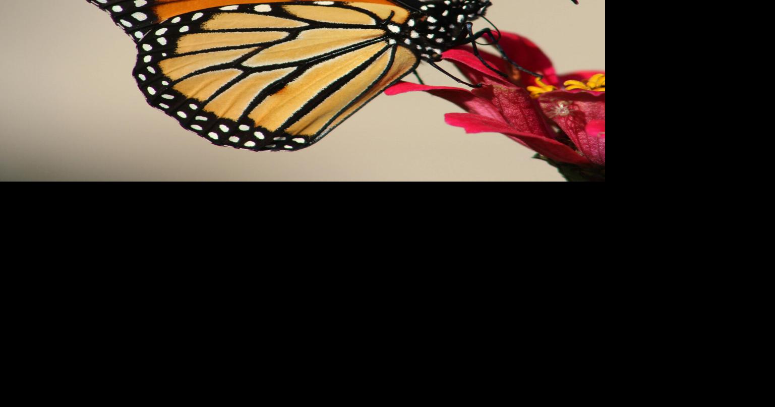 TO DO THIS WEEKEND: Roxy to host butterfly film | Community ...