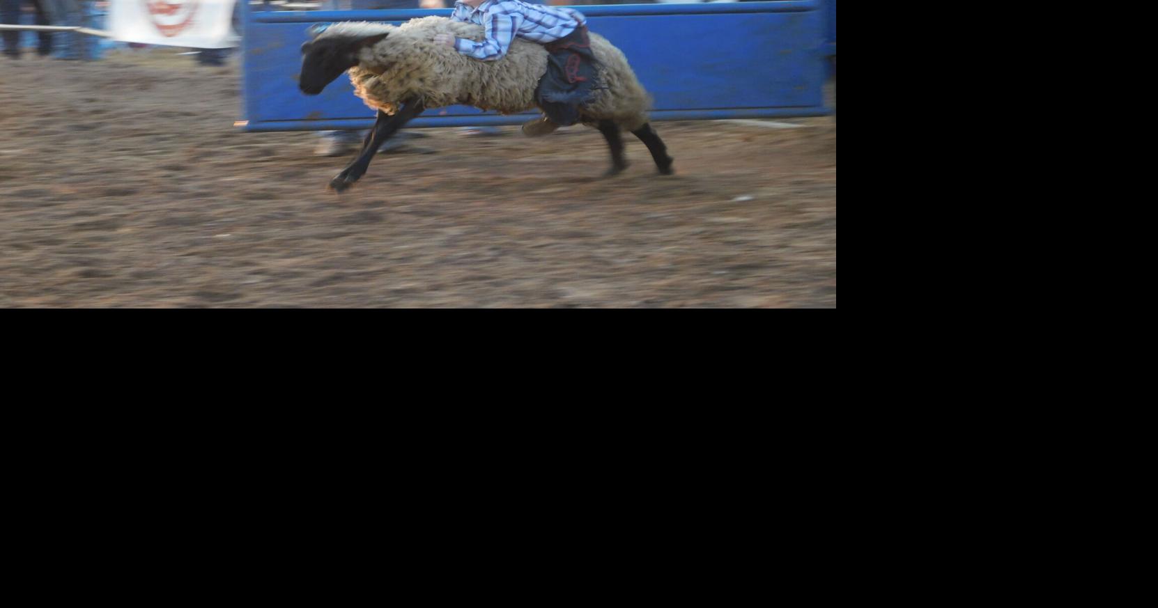 Mutton busters show a lot of grit at 1776 rodeo | News ...