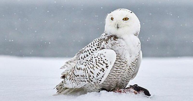 Birding Today: Owls fascinating creatures | Lifestyles ...