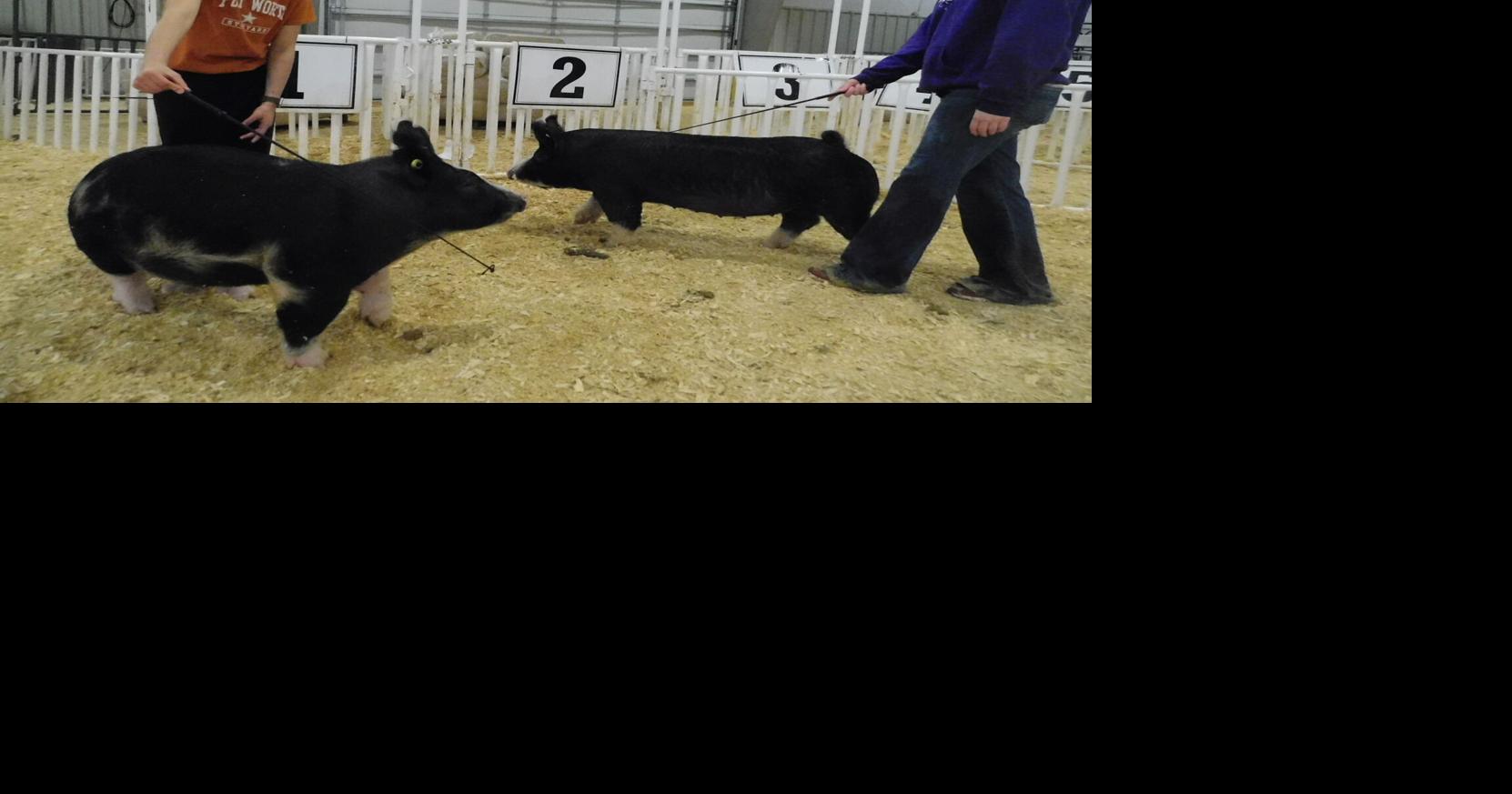 Variety of pigs compete at first day of Regional Show | News ...