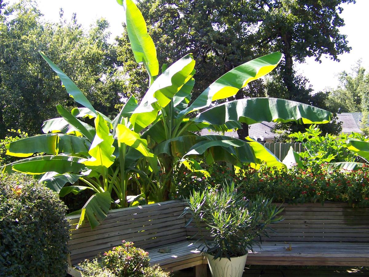 Banana Trees Landscaping