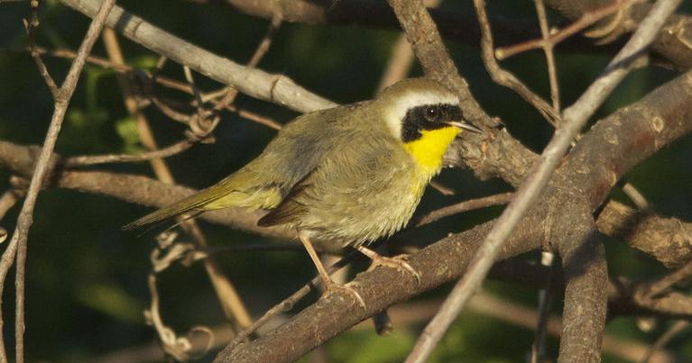 Birding Today: Learn bird calls using phonics, mnemonics | Lifestyles ...