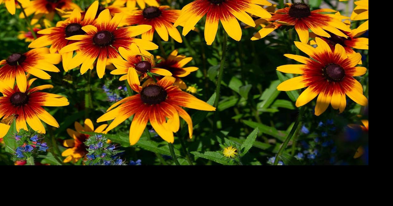 PHOTO GALLERY: Three Rivers Photography Club — June 2023 winners ...