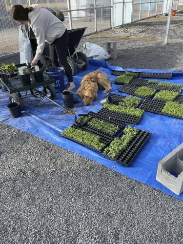 Gardening with Micki: Qualls kick off new nursery venture | Lifestyles ...