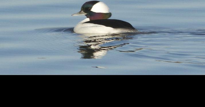 Birding Today: Some sea ducks visible in landlocked states | Lifestyles ...