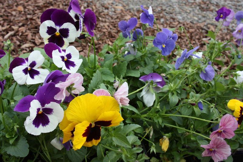 All the Dirt on Gardening: Panolas are new Pansy hybrids | Lifestyles ...
