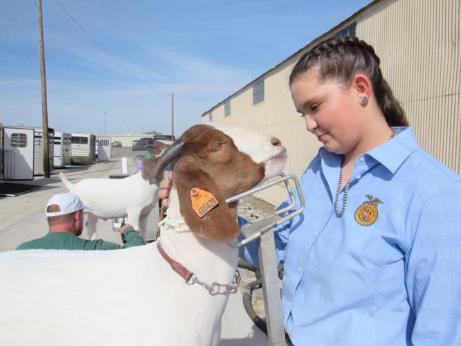 Goats and sheep shine at county show | News | muskogeephoenix.com