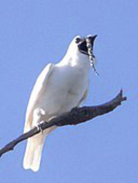 Birding Today: White Bellbird the loudest bird in the world ...