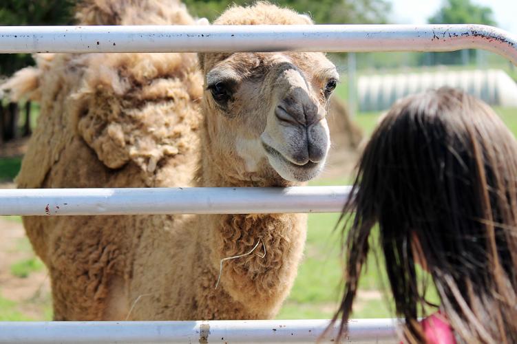 Lost Creek Safari visitors get up close and personal | News ...