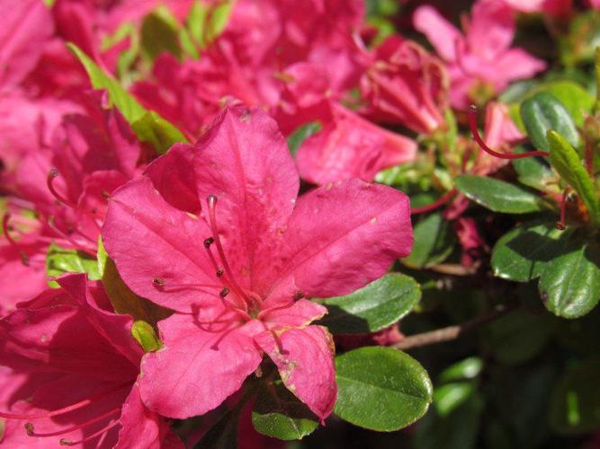 Azaleas bloom early this year | News | muskogeephoenix.com
