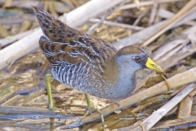 BIRDING TODAY: Time of year for birds to disappear | Columns ...