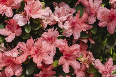 5 Things: Five planting instructions for azaleas | Lifestyles ...