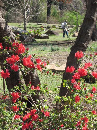 Azaleas begin blooming early | News | muskogeephoenix.com
