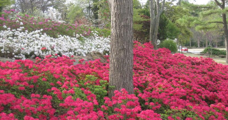 Gardening with Micki: Gardener shares tips for growing azaleas ...