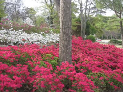 Gardening with Micki: Gardener shares tips for growing azaleas ...