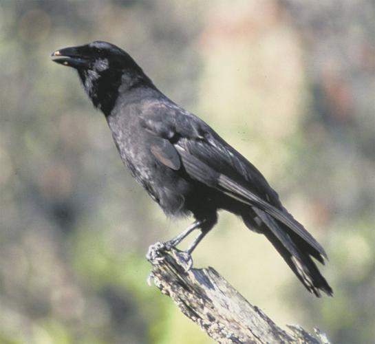 BIRDING TODAY: Joyous day for ‘Alala in Hawaii | Columns ...