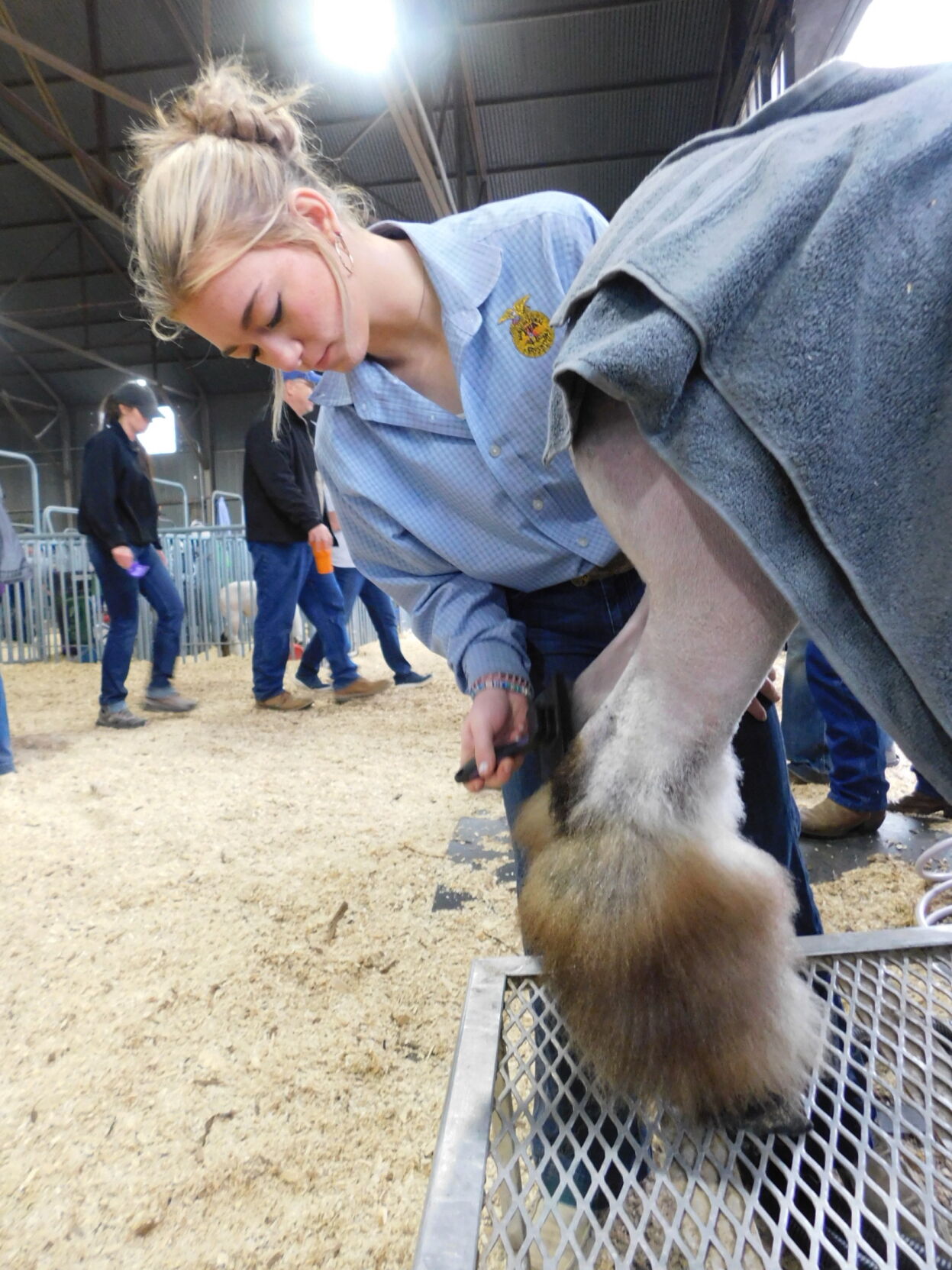 Sheep showing trends change over the years | News | muskogeephoenix.com