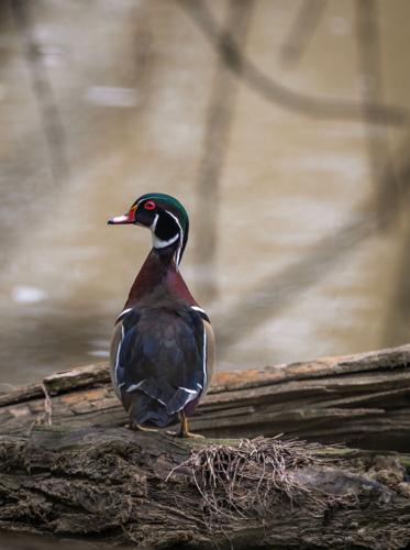 Birding Today: Plumage not only colors for birds | Columns ...