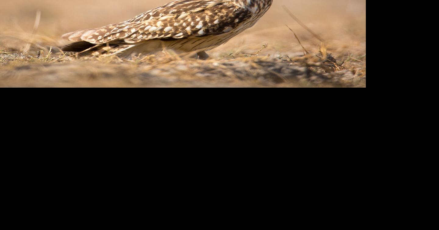 BIRDING TODAY: Owls don't always hide deep in woods | Columns ...