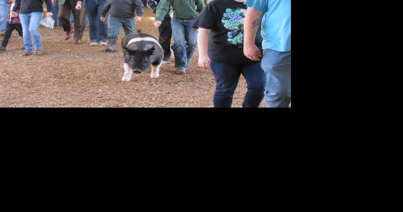 PHOTO GALLERY: Hog days at Muskogee Regional Junior Livestock Show ...