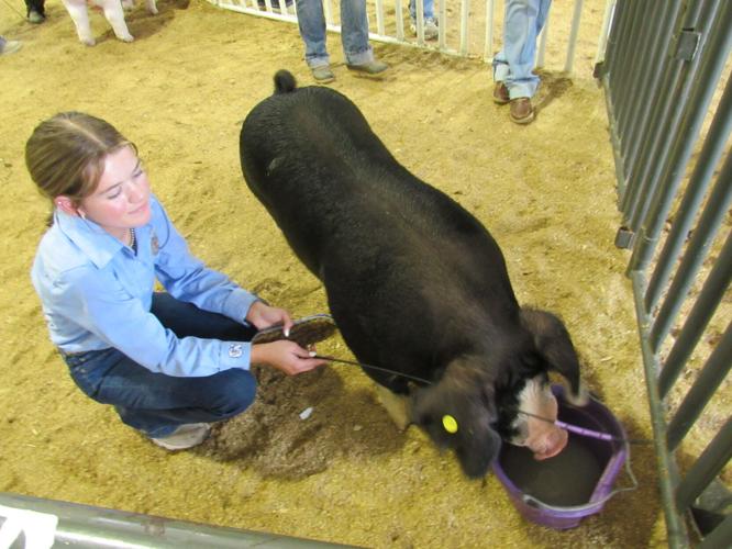 Swine temperament challenges regional exhibitors | News ...