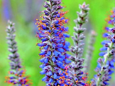 Lead plant loves the heat | Lifestyles | muskogeephoenix.com