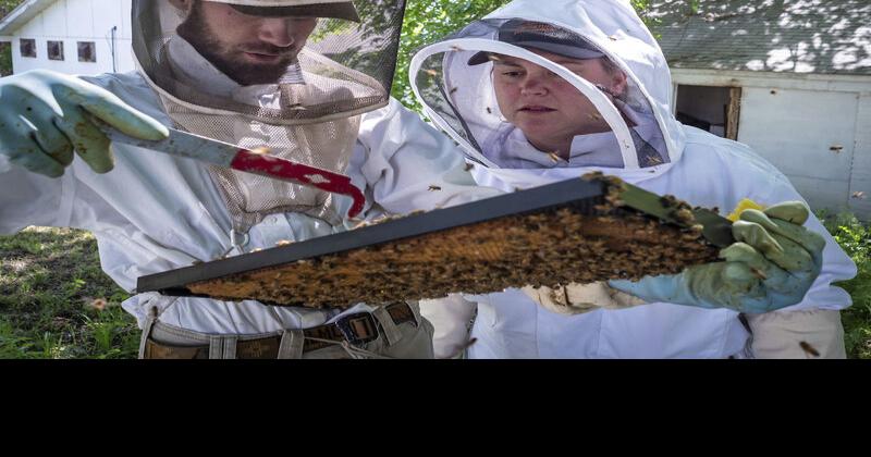 Oklahoma welcomes backyard beekeeping trend | News | muskogeephoenix.com