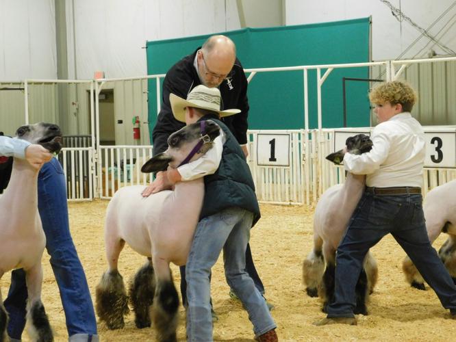 Sheep showing trends change over the years | News | muskogeephoenix.com