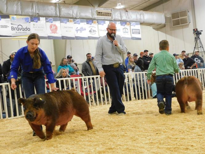 Duroc pigs judged on weight, muscle and market quality | News ...